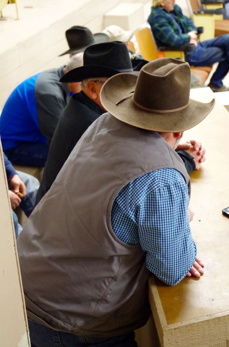 A Day at the Cattle Auction - rooted